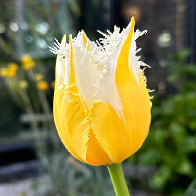 Tulip Burning Flame (Tulipa) | per 20 bulbs | Fluwel
