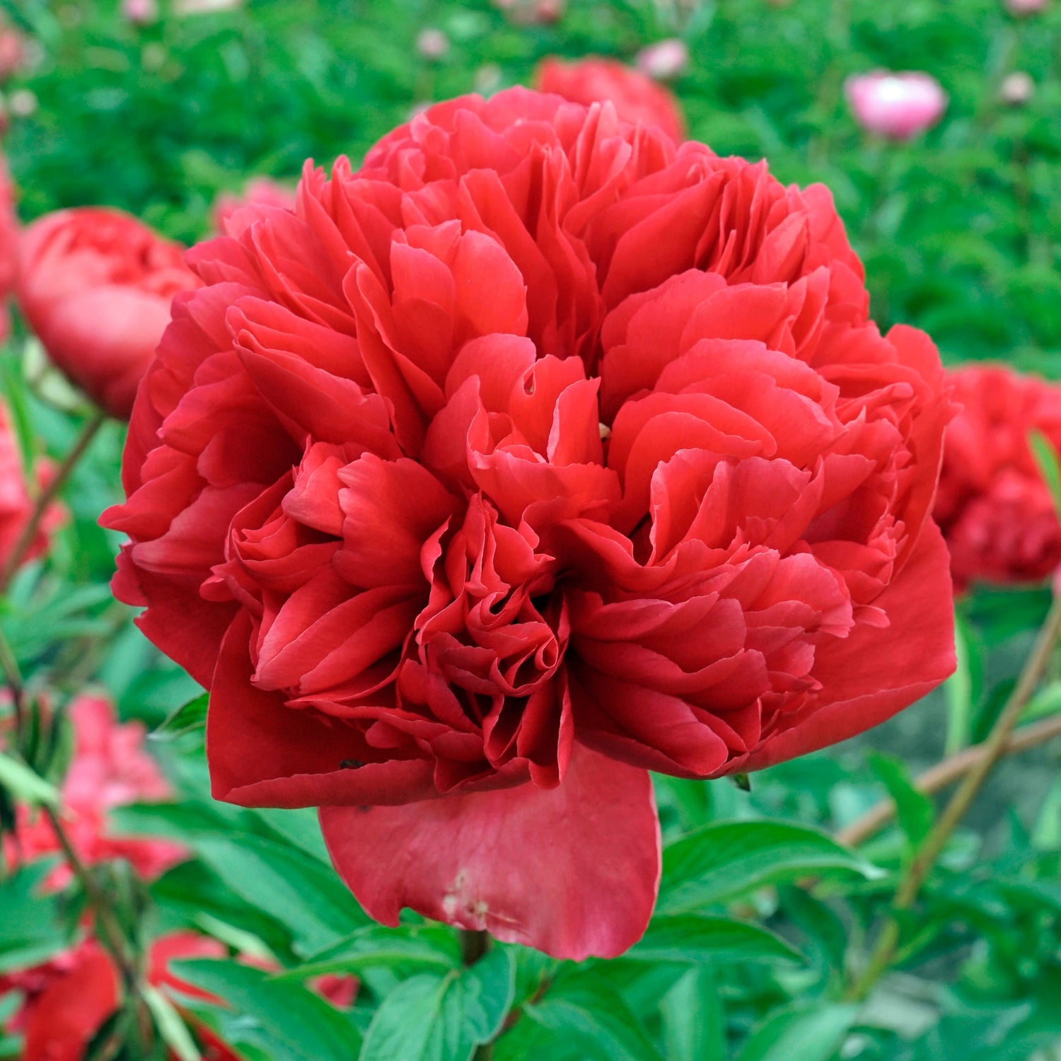 Peony Command Performance | per 1 piece | Fluwel
