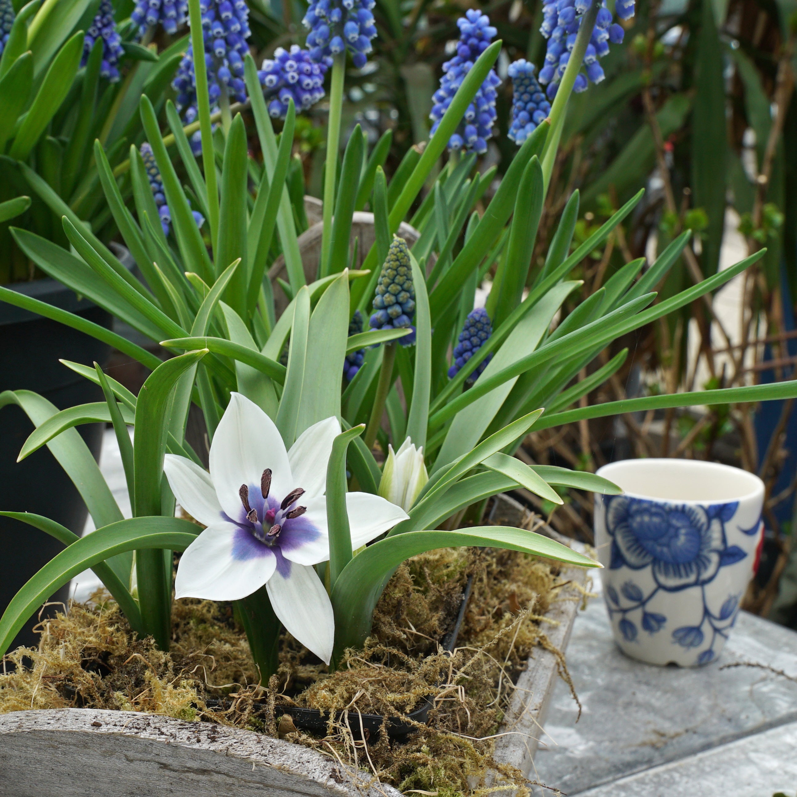 Tulip humilis Alba Coerulea Oculata (Tulipa) - Fluwel
