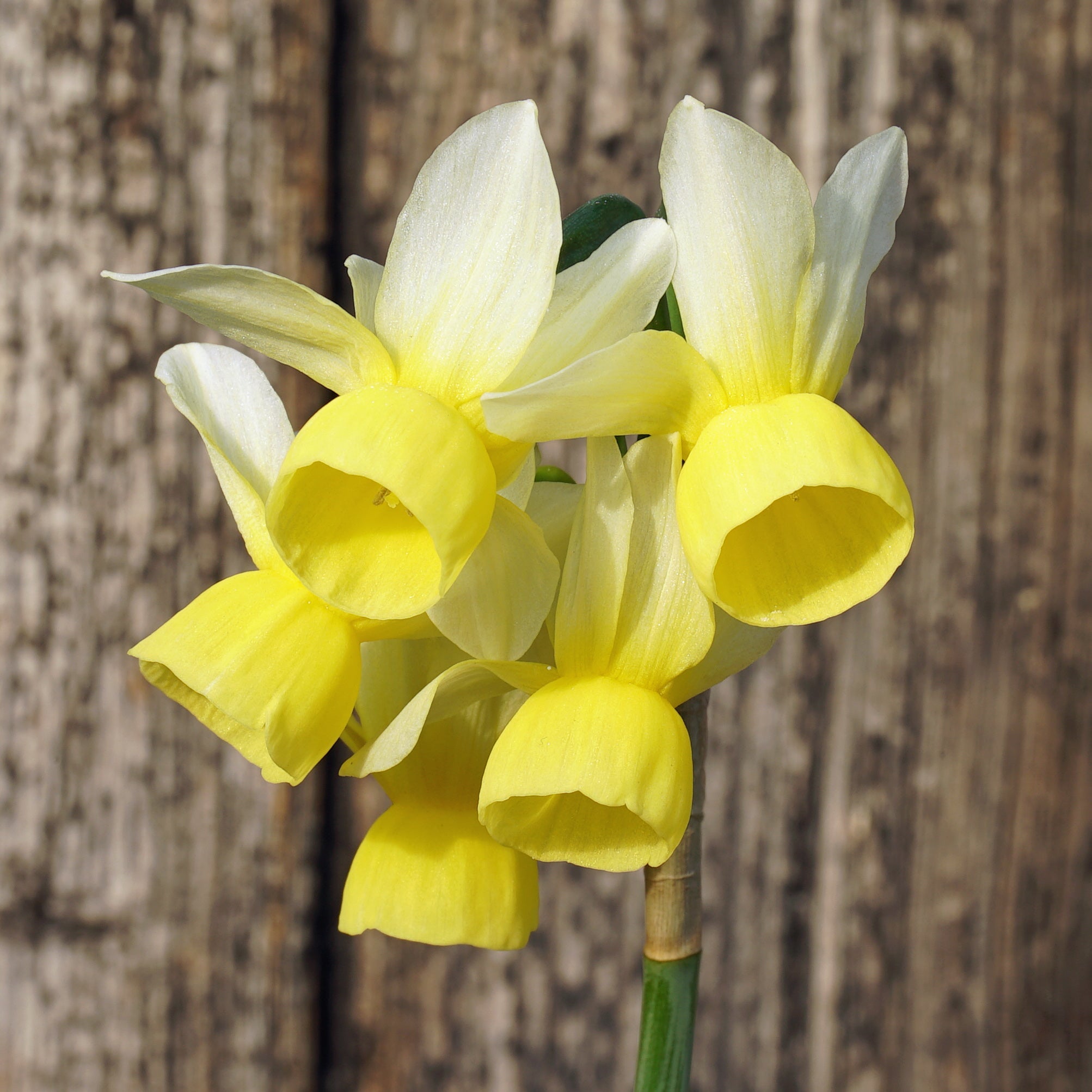 Narcissus Theo Sanders