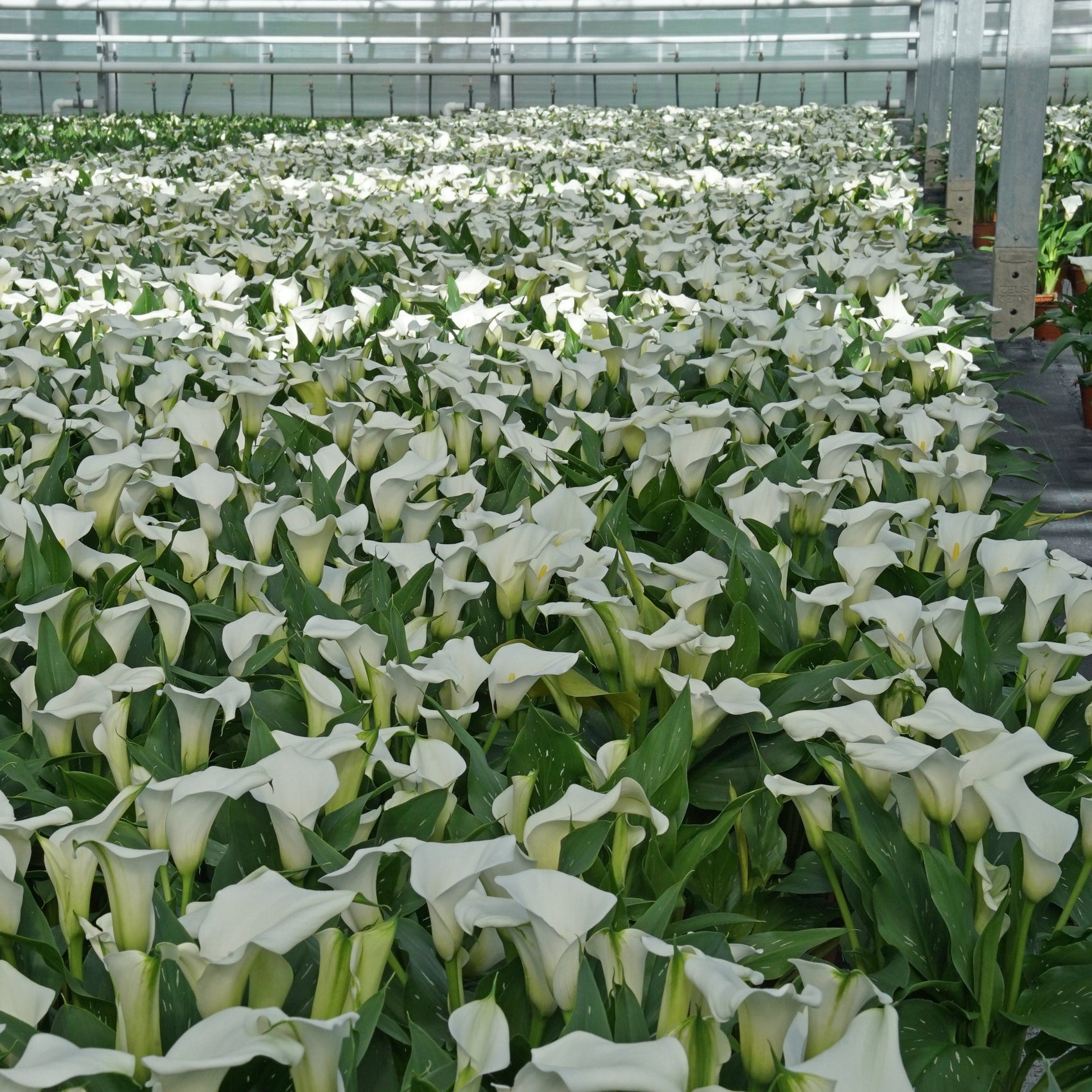 Zantedeschia 'Captain Fresco' (Calla Lily) | Premium Quality tubers ...