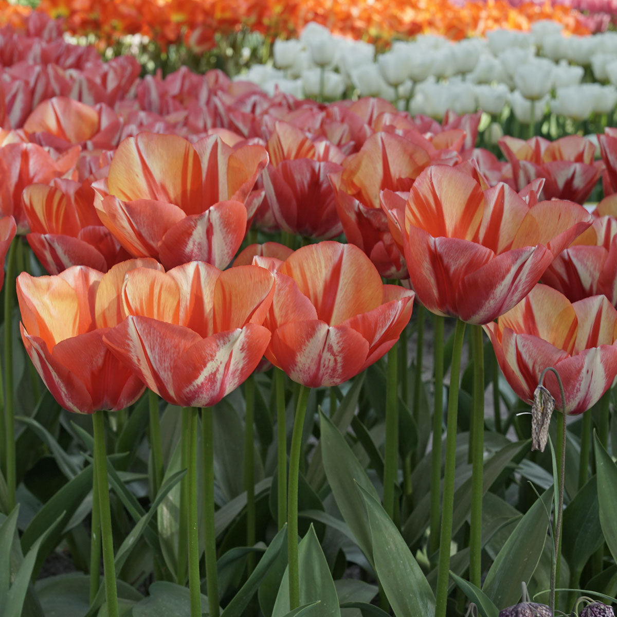 Tulip Spryng Break (Tulipa) | per 20 pieces | Fluwel