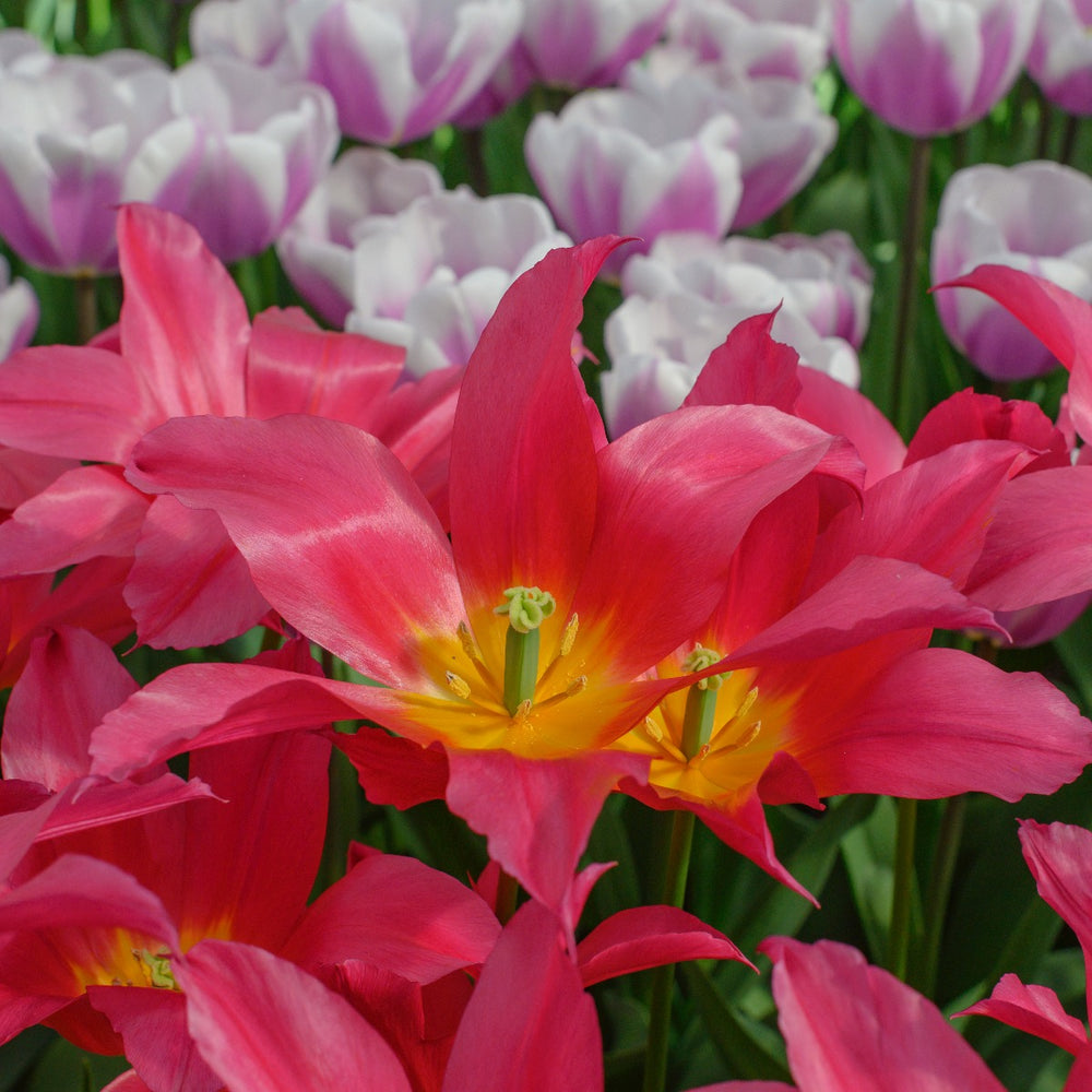 Tulip Queen Rania (Tulipa) | per 20 bulbs | Fluwel