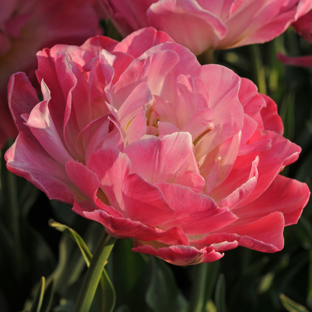Tulip Double Sugar (Tulipa) - Fluwel