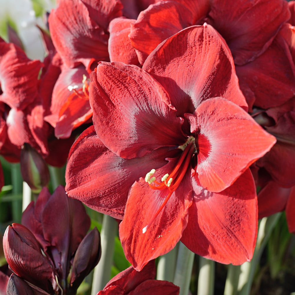 Amaryllis Grand Diva (Hippeastrum) | per 1 piece | Fluwel