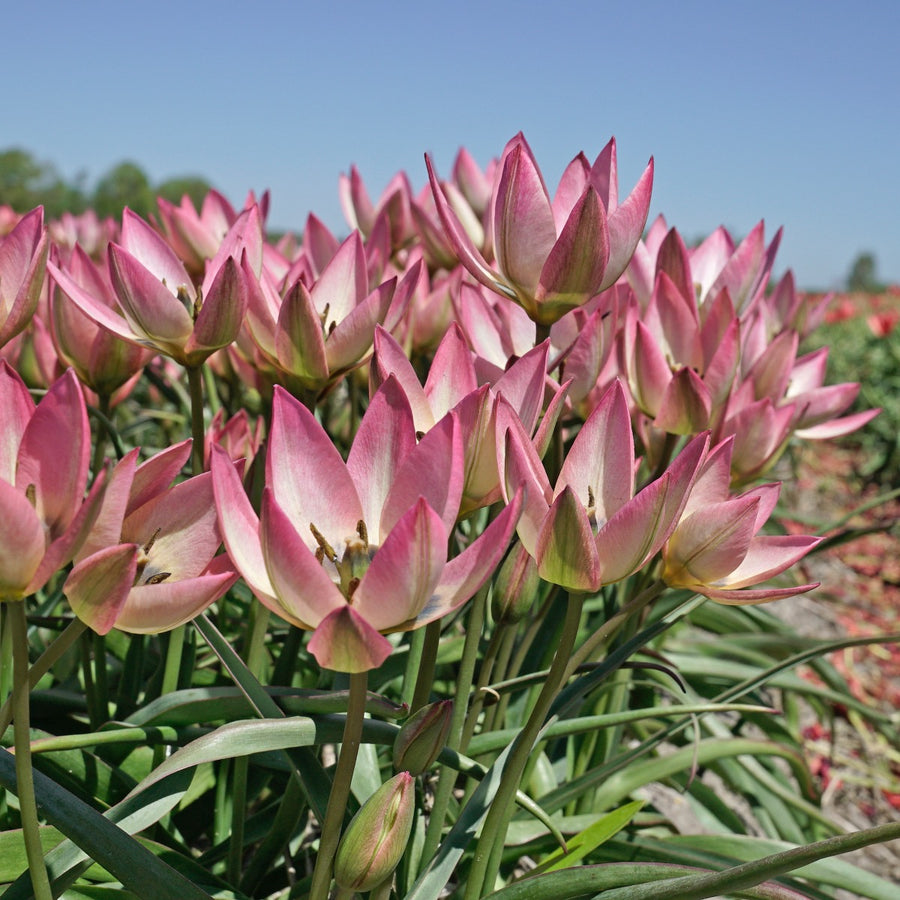 Tulip Danique (Tulipa) | per 20 bulbs | Fluwel