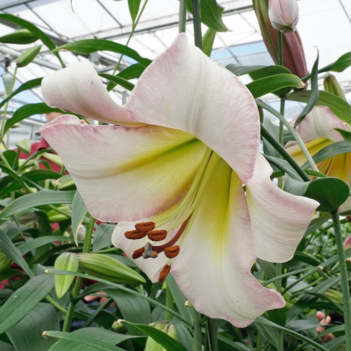 Buy Lily Beijing Moon (Lilium) | per 5 bulbs | Fluwel