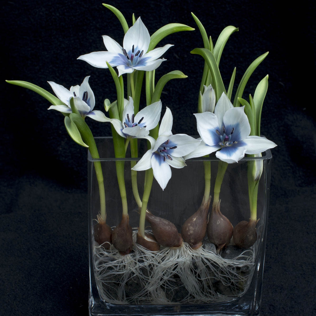 Tulip humilis Alba Coerulea Oculata (Tulipa) - Fluwel