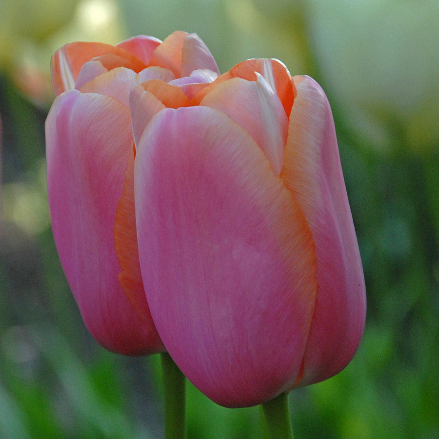 Tulip Menton (Tulipa) - Fluwel