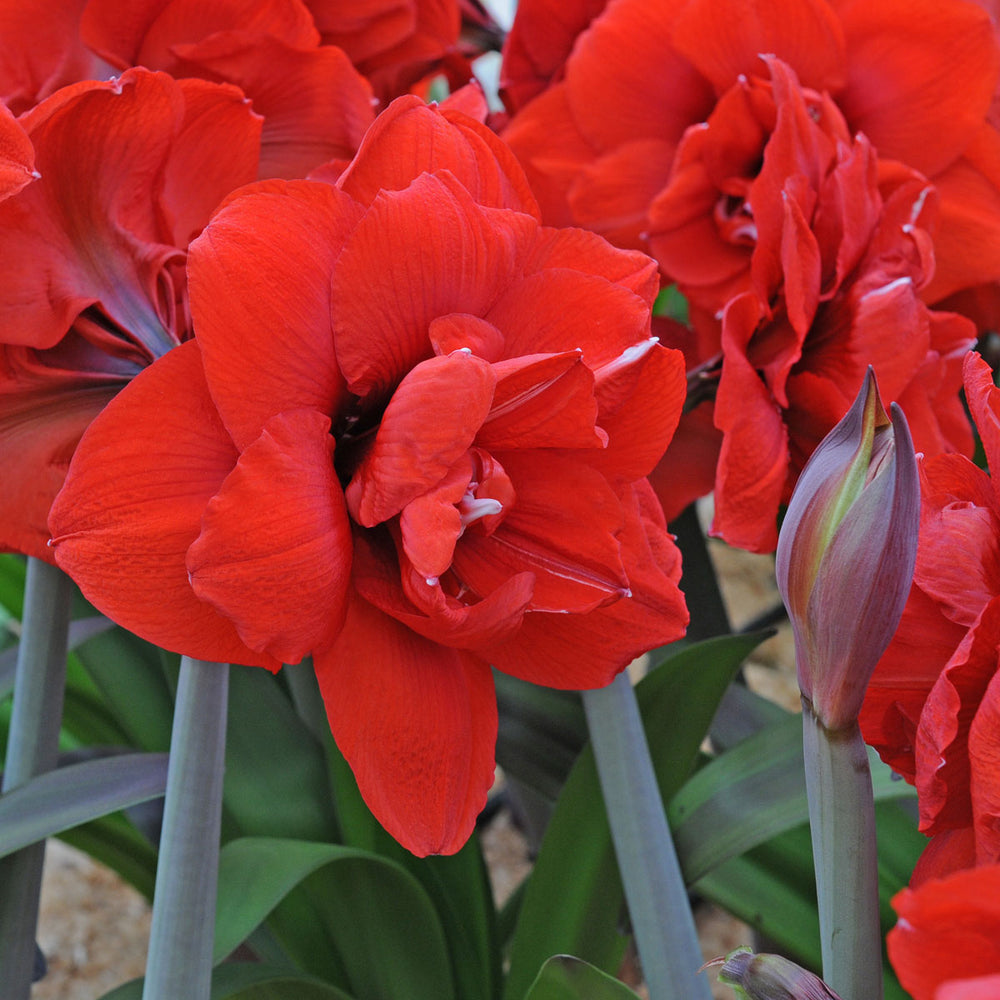Amaryllis Double King (Hippeastrum) | per 1 piece | Fluwel