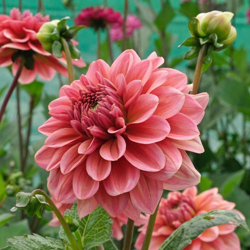 Dahlia Salmon Runner - Fluwel