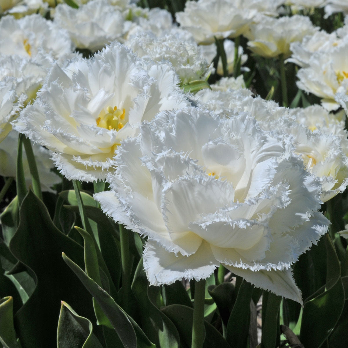 Tulip Snow Crystal (Tulipa) — White fringed double (20 bulbs) | Order ...