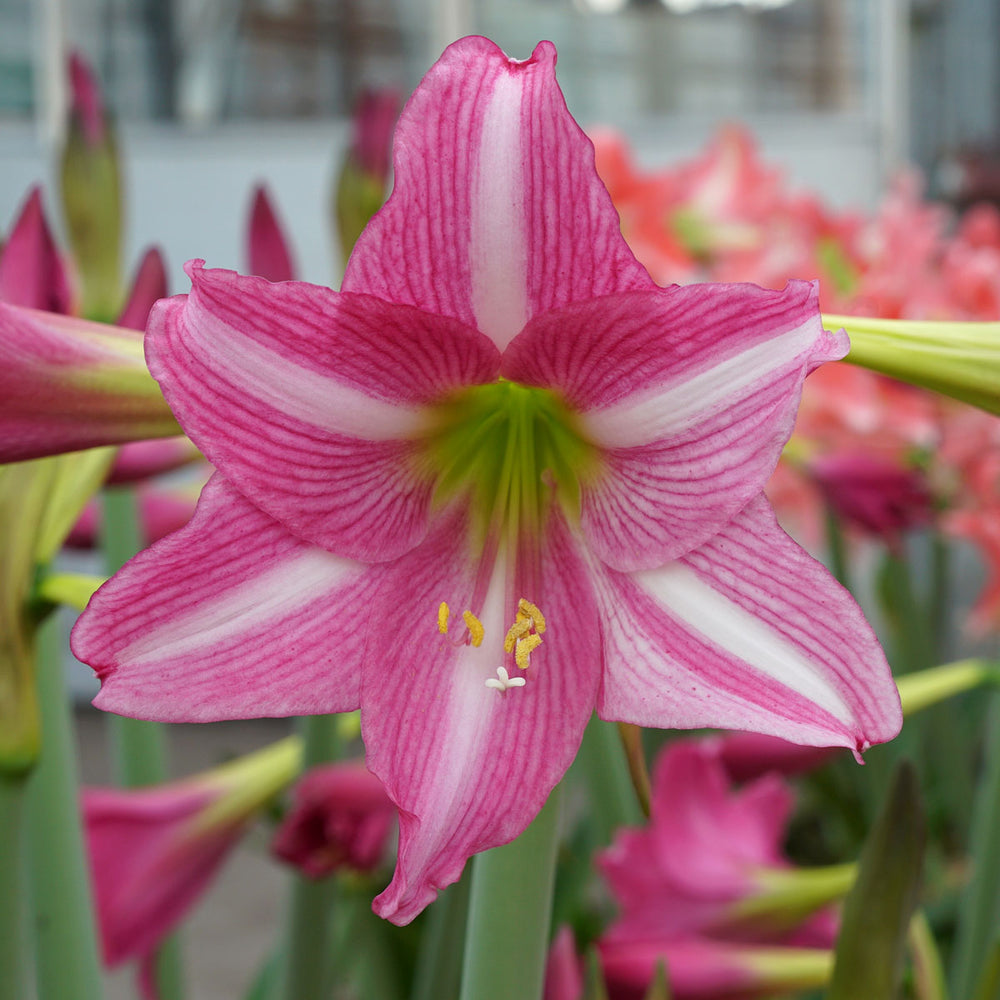 Amaryllis Estella (Hippeastrum) | per 1 piece | Fluwel