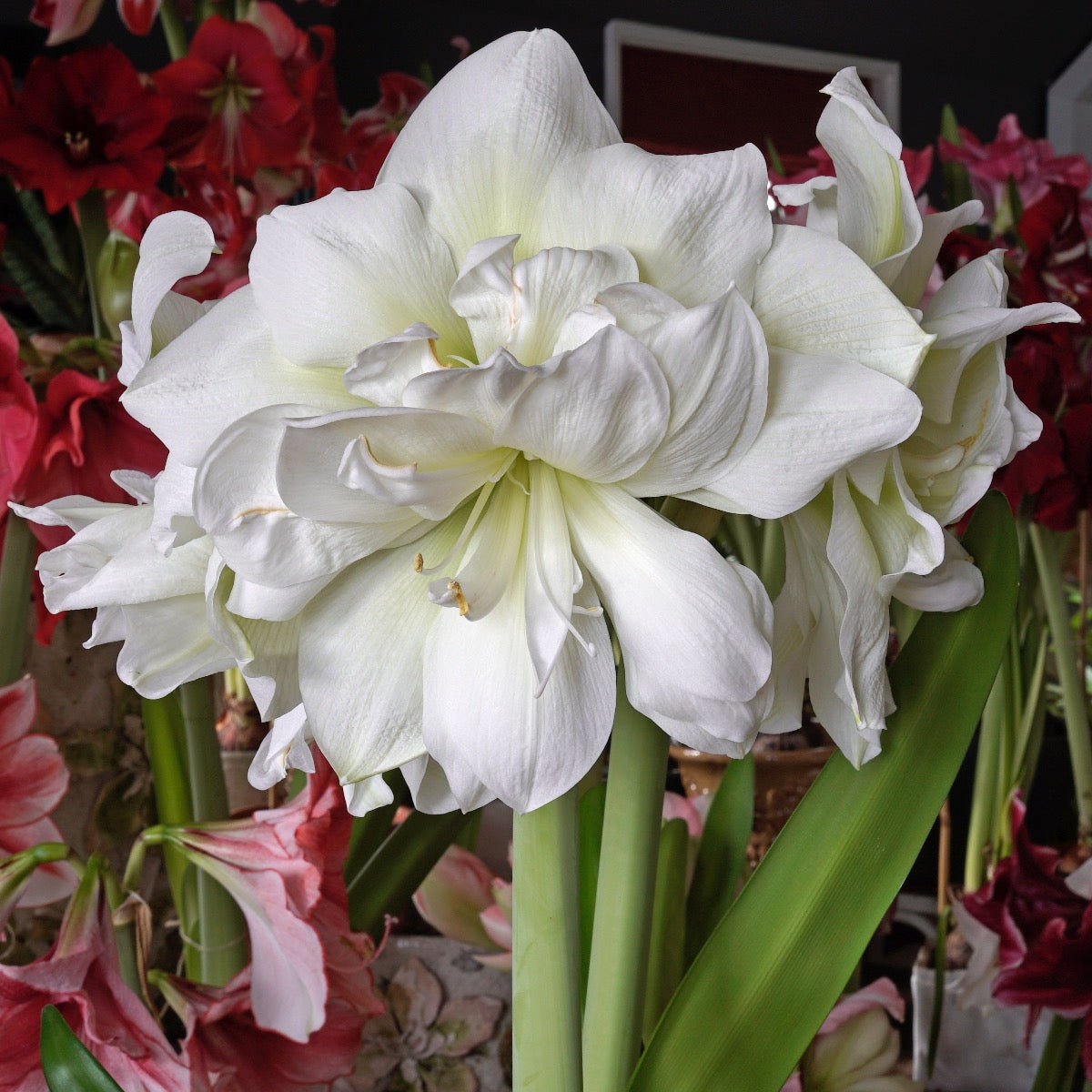 Amaryllis Marilyn (Hippeastrum) - Fluwel