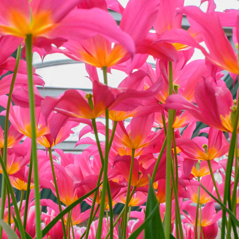 Tulip Queen Rania (Tulipa) | per 20 bulbs | Fluwel