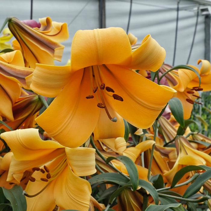 Buy Lily African Queen (Lilium) | per 5 bulbs | Fluwel