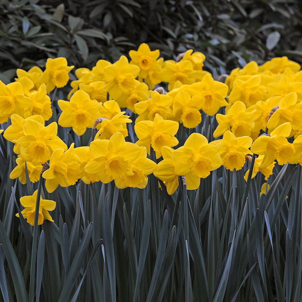 Daffodil Queen Beatrix (Narcissus) | per 10 pieces | Fluwel