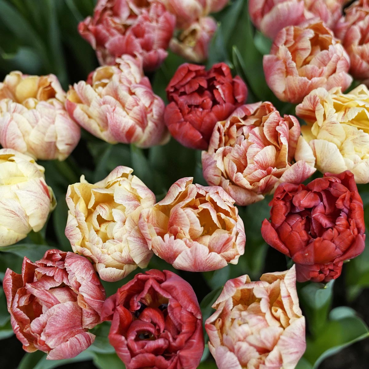 Tulip Peptalk (Tulipa) | per 10 pieces | Fluwel