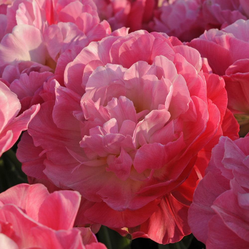 Tulip Double Sugar (Tulipa) - Fluwel