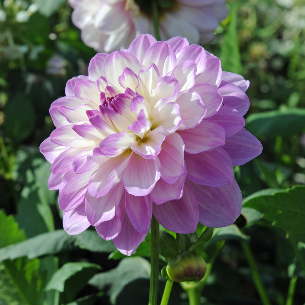 Flower bulbs: Tulips, Daffodils, Amaryllis | Fluwel