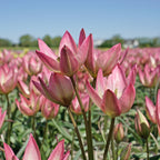 Tulip Danique (Tulipa) | per 20 bulbs | Fluwel
