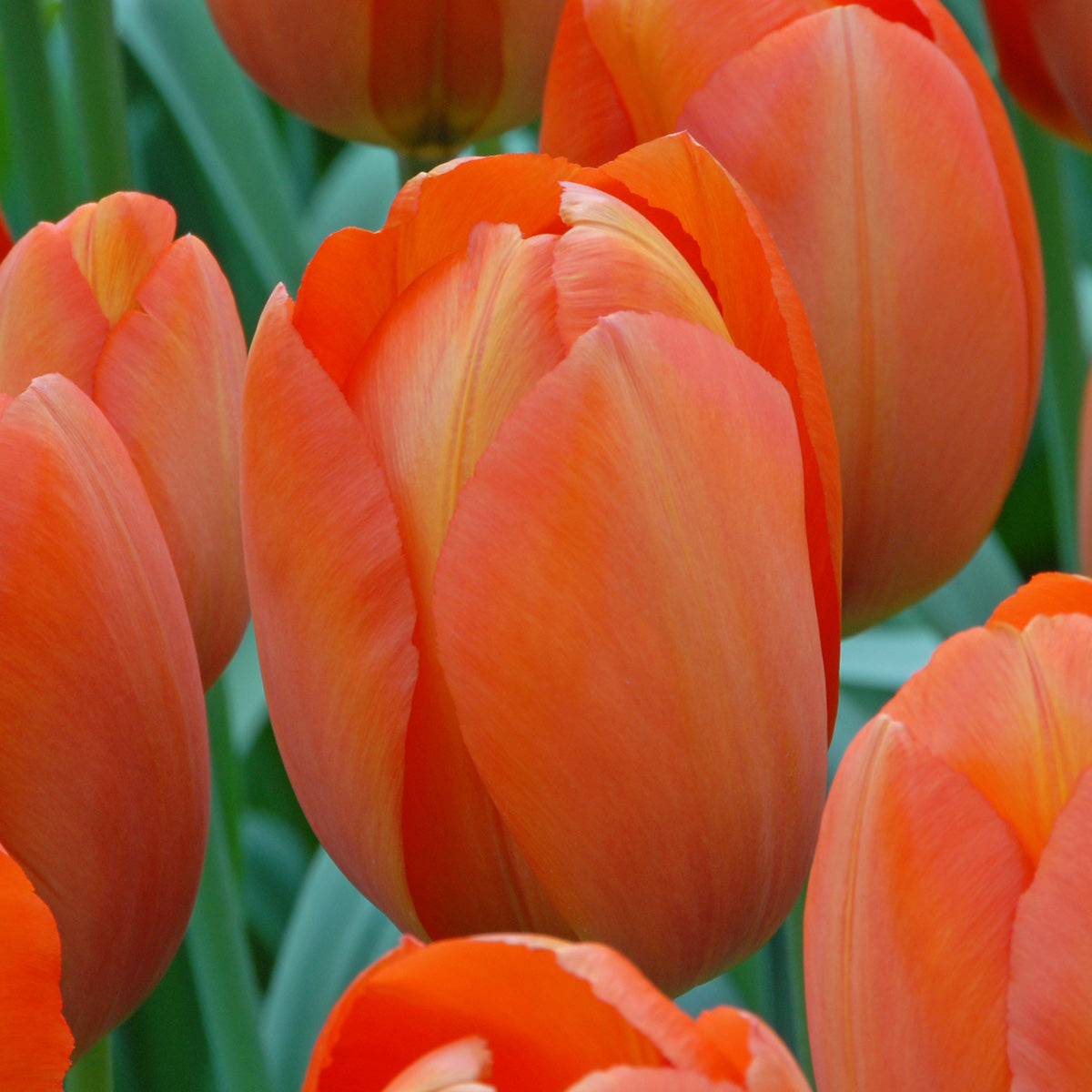 Tulip Orange Balloon (Tulipa) | per 20 pieces | Fluwel