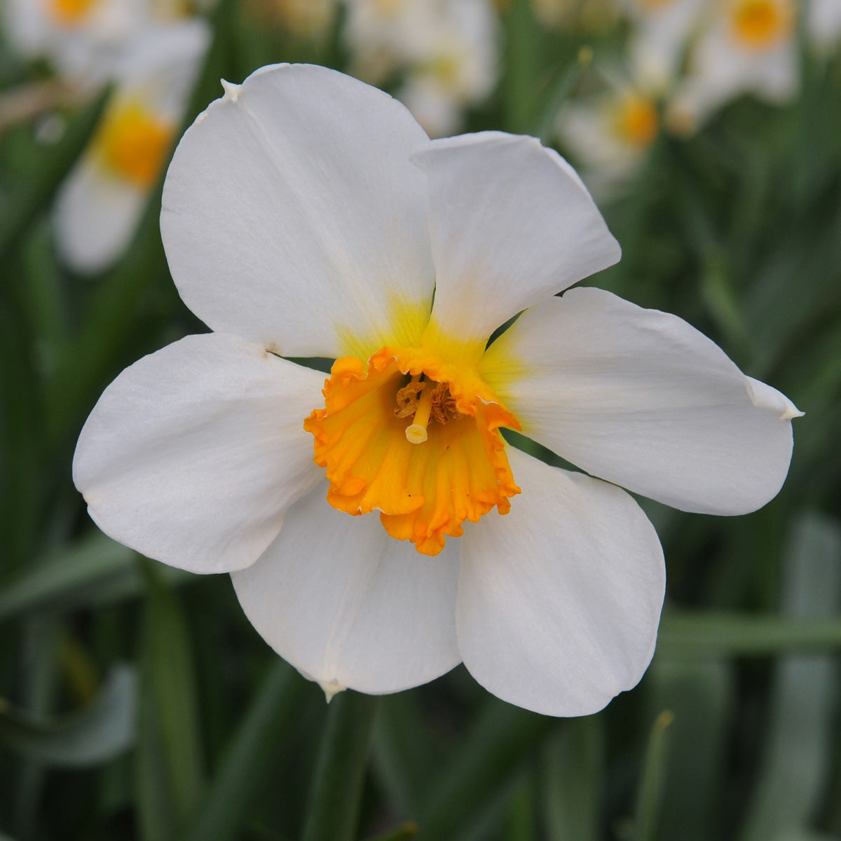 Albatross | per 10 bulbs from Fluwel