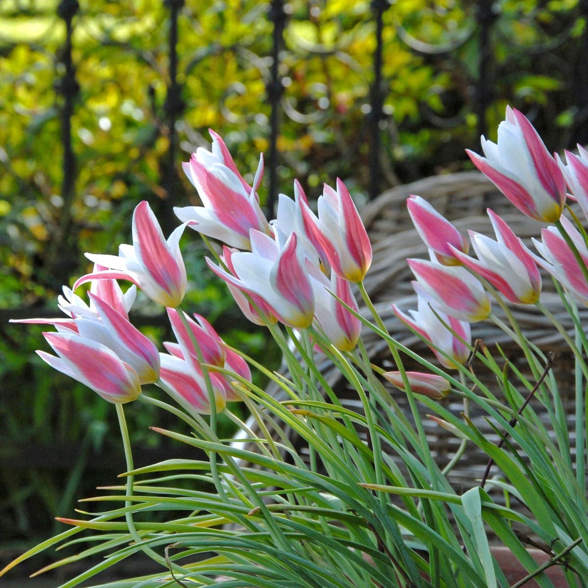 Tulip clusiana Lady Jane (Tulipa) | per 20 bulbs | Fluwel