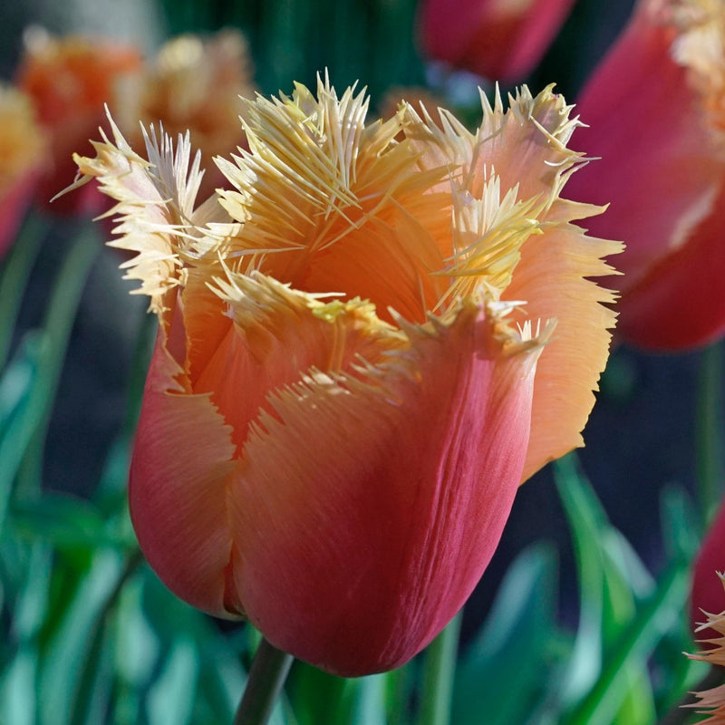 Tulip Lambada (Tulipa) | per 20 bulbs | Fluwel