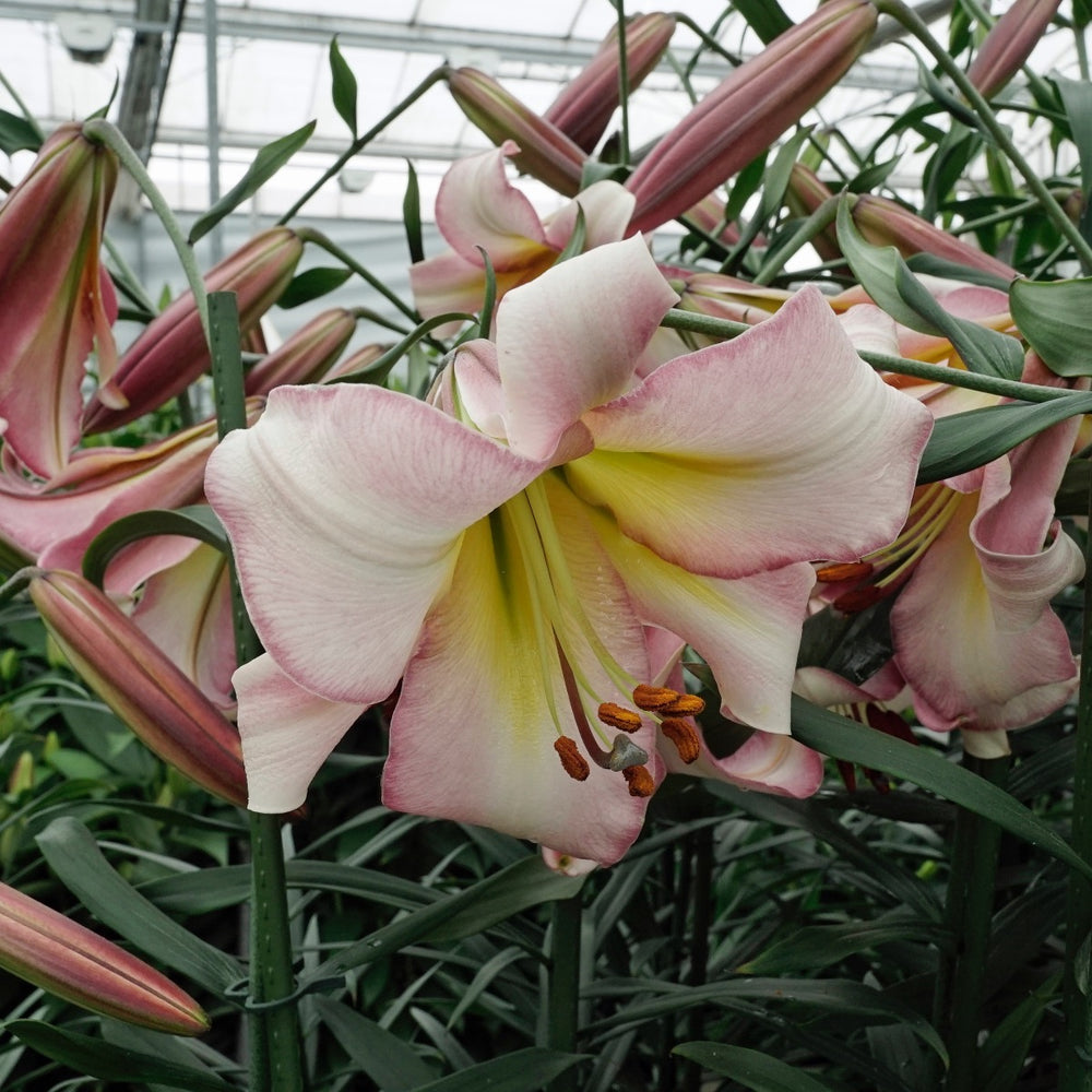 Buy Lily Beijing Moon (Lilium) | per 5 bulbs | Fluwel