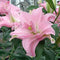 Buy Lily Roselily Editha (Lilium) | per 5 bulbs | Fluwel