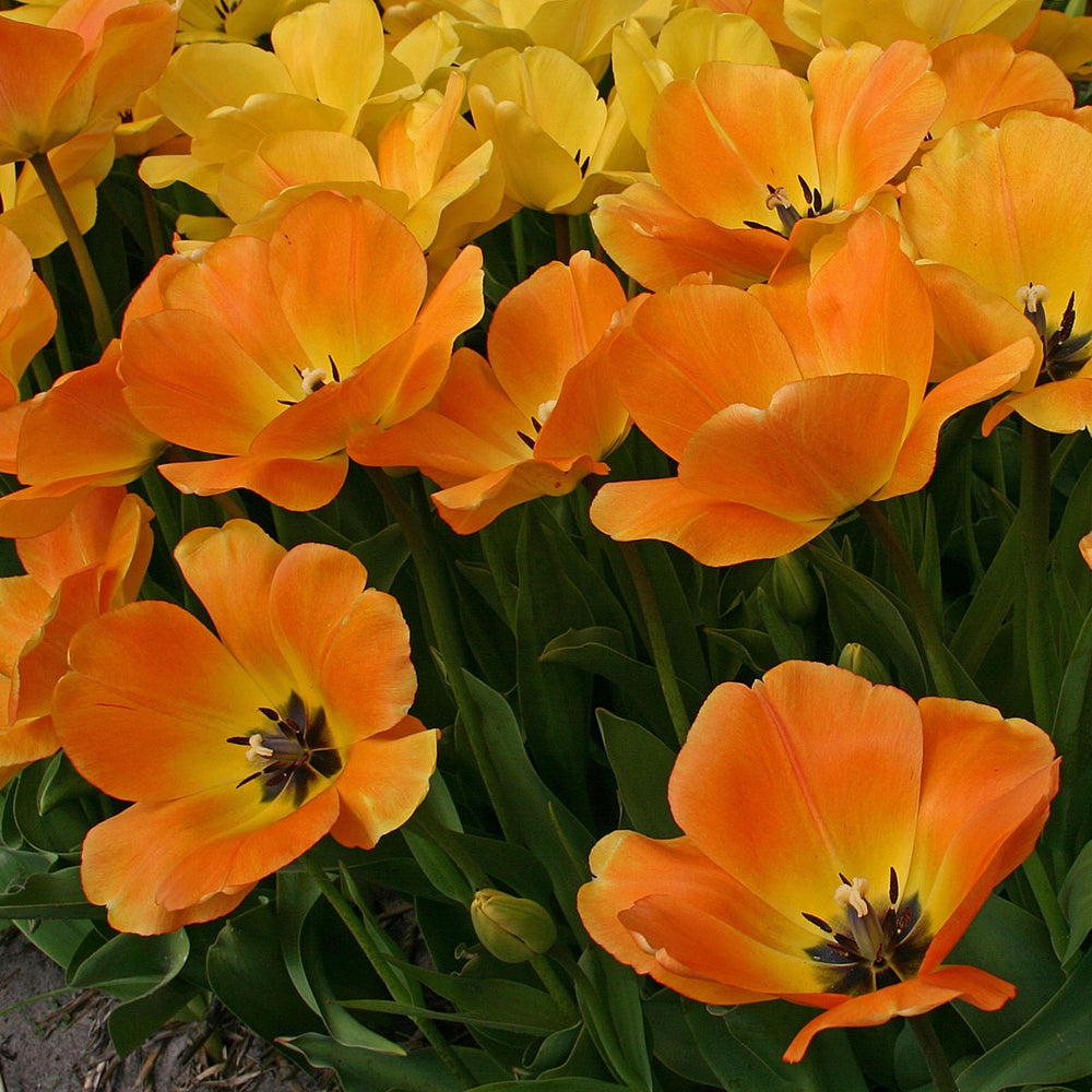 Tulip Daydream (Tulipa) - Fluwel