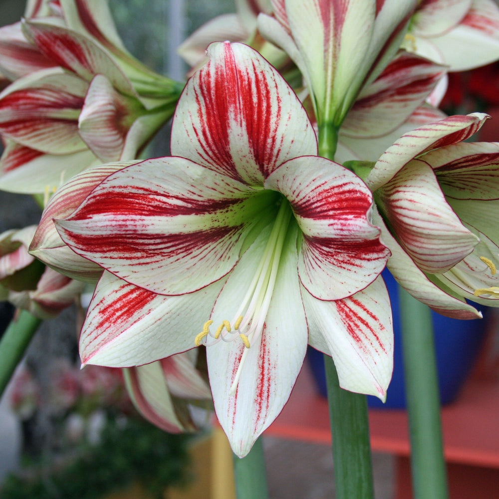 Flower bulbs: Tulips, Daffodils, Amaryllis | Fluwel