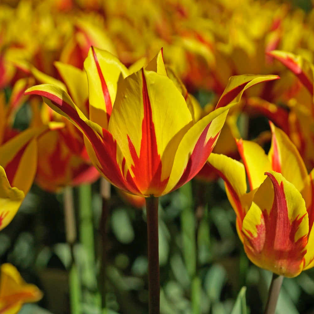 Tulip Fireworks (Tulipa) | per 20 bulbs | Fluwel