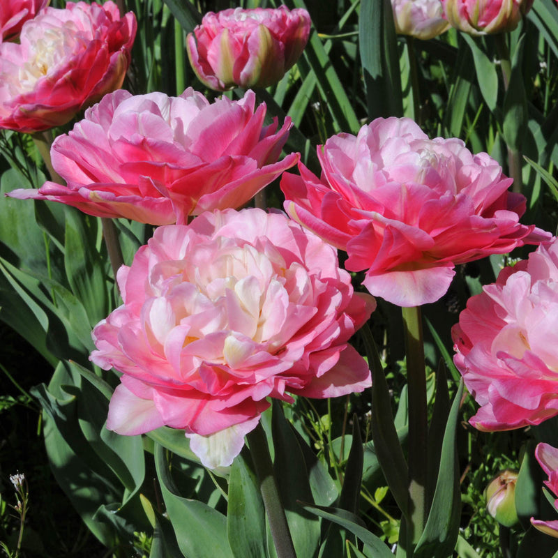 Tulip Double Sugar (Tulipa) - Fluwel