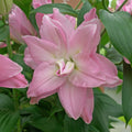 Buy Lily Roselily Editha (Lilium) | per 5 bulbs | Fluwel