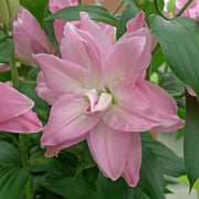Buy Lily Roselily Editha (Lilium) | per 5 bulbs | Fluwel