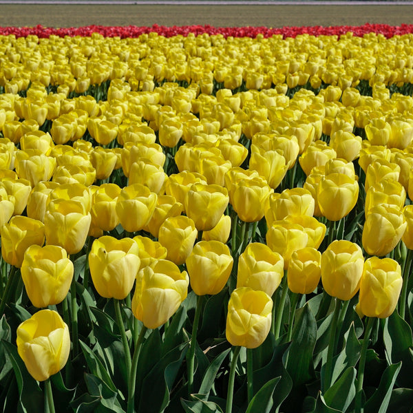 Tulip Novi Sun (Tulipa) - Fluwel