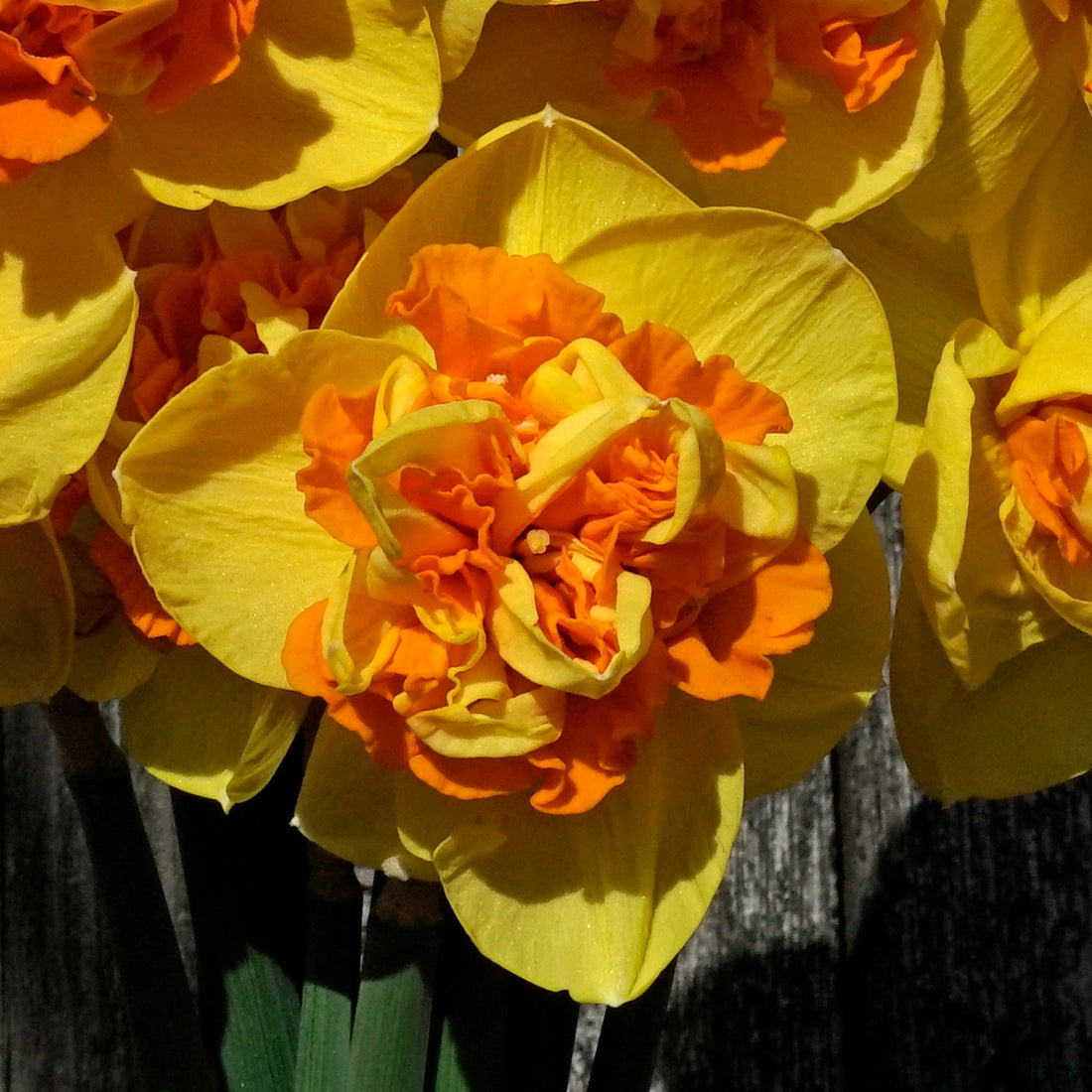 Daffodil Sizzling Fire (Narcissus) | per 10 pieces | Fluwel