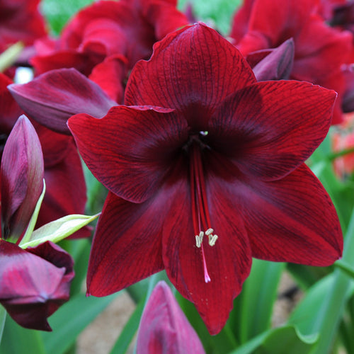 Amaryllis Red Pearl (Hippeastrum) - Fluwel