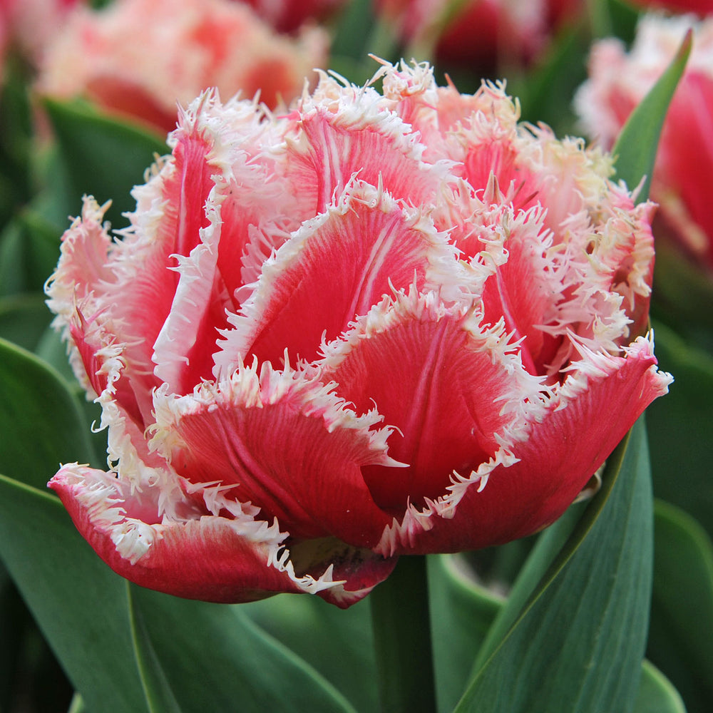 Tulip Queensland (Tulipa) | per 20 bulbs | Fluwel