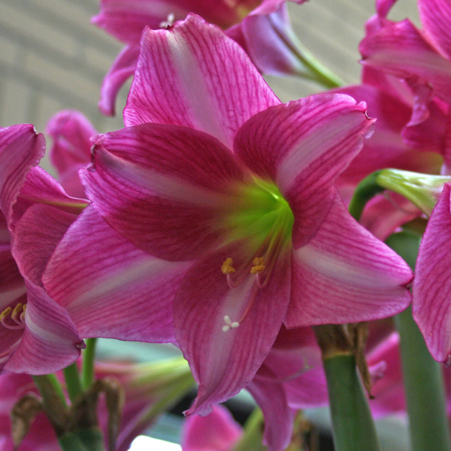 Amaryllis Estella (Hippeastrum) - Fluwel
