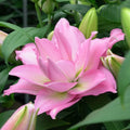 Buy Lily Roselily Editha (Lilium) | per 5 bulbs | Fluwel