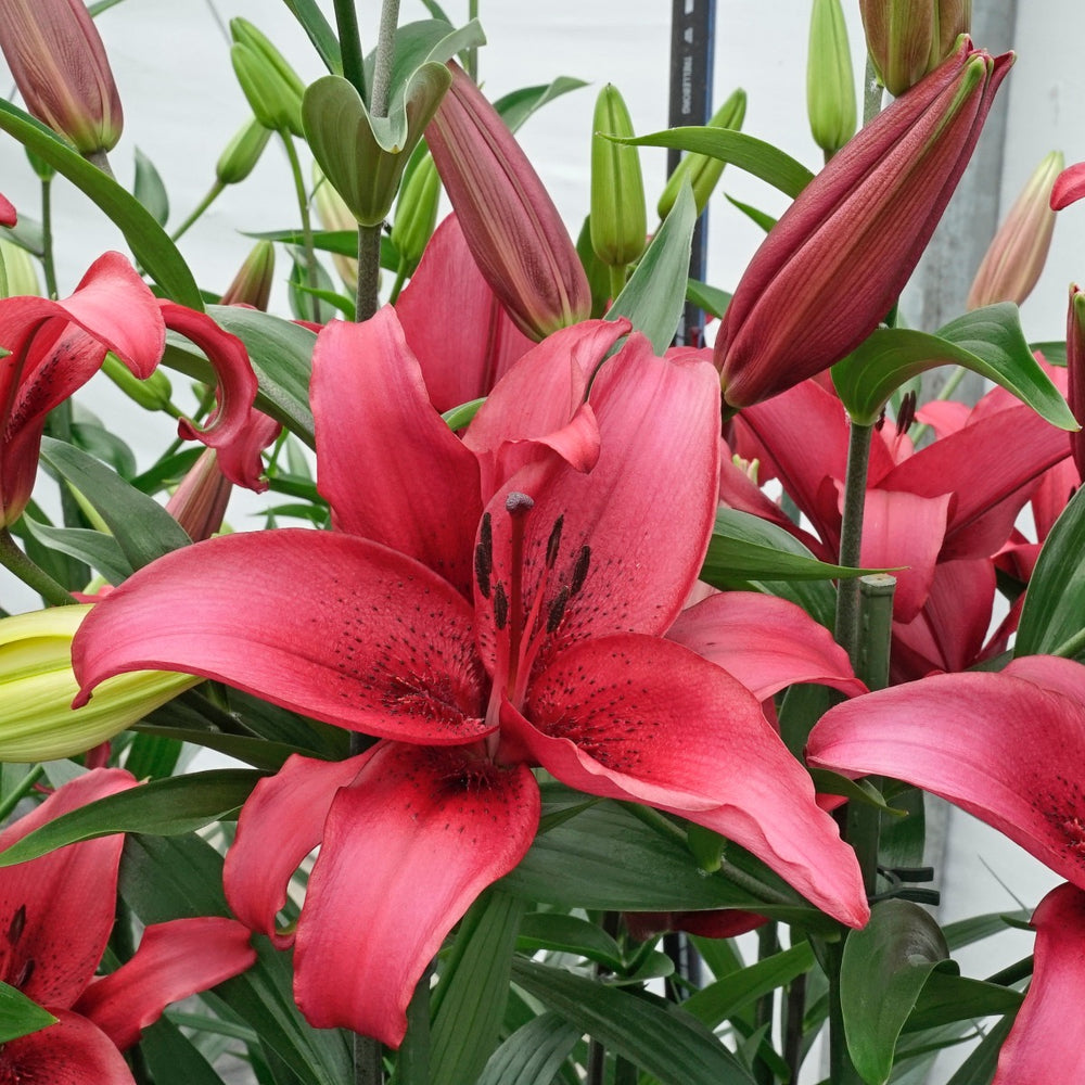 Beautiful Lilies | Buy Lily bulbs online at Fluwel