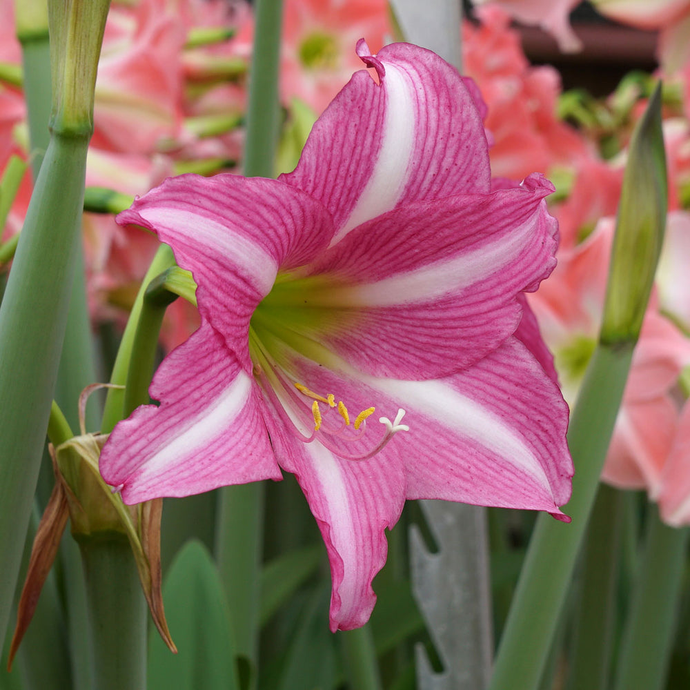 Amaryllis Estella (Hippeastrum) | per 1 piece | Fluwel