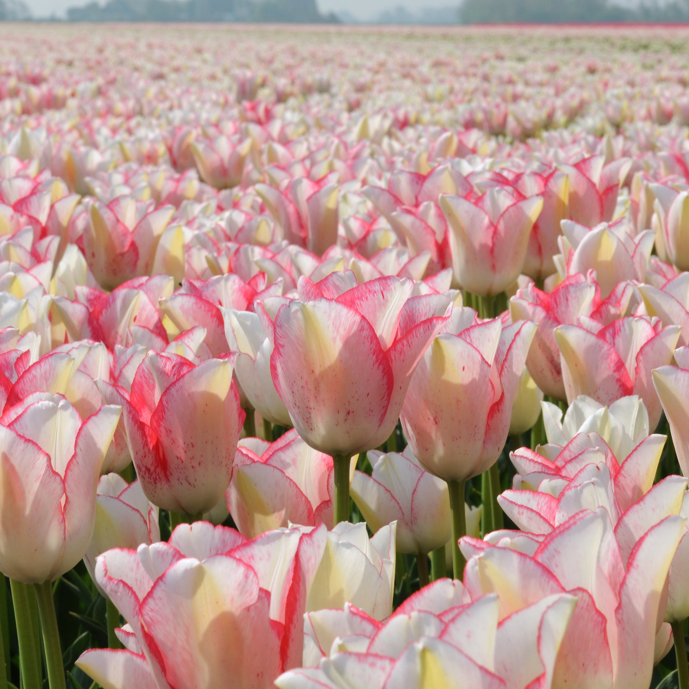 Tulip Beauty Trend (Tulipa) | per 20 bulbs | Fluwel