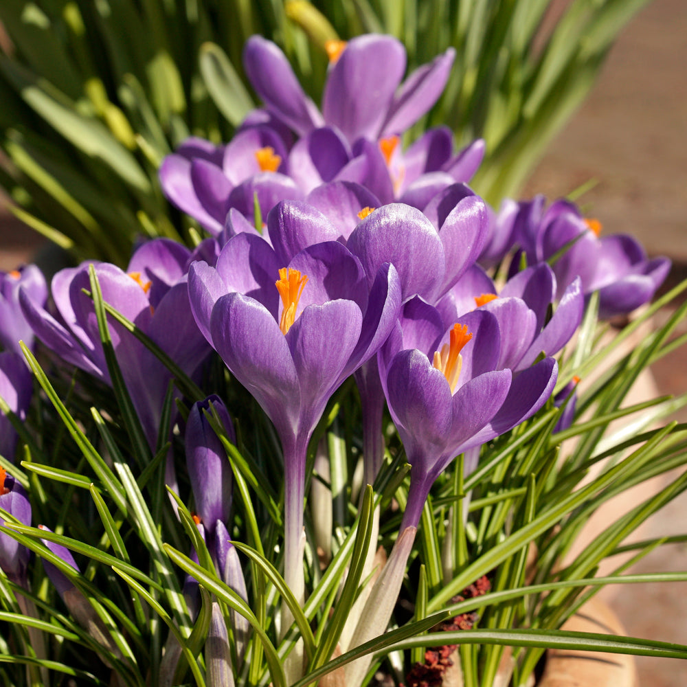 Planting Crocus Bulbs