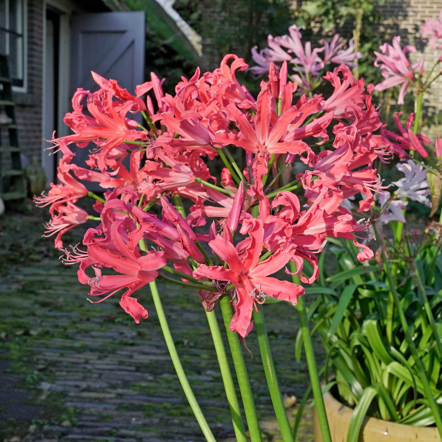 Nerine & Amarine Flower bulbs - Fluwel