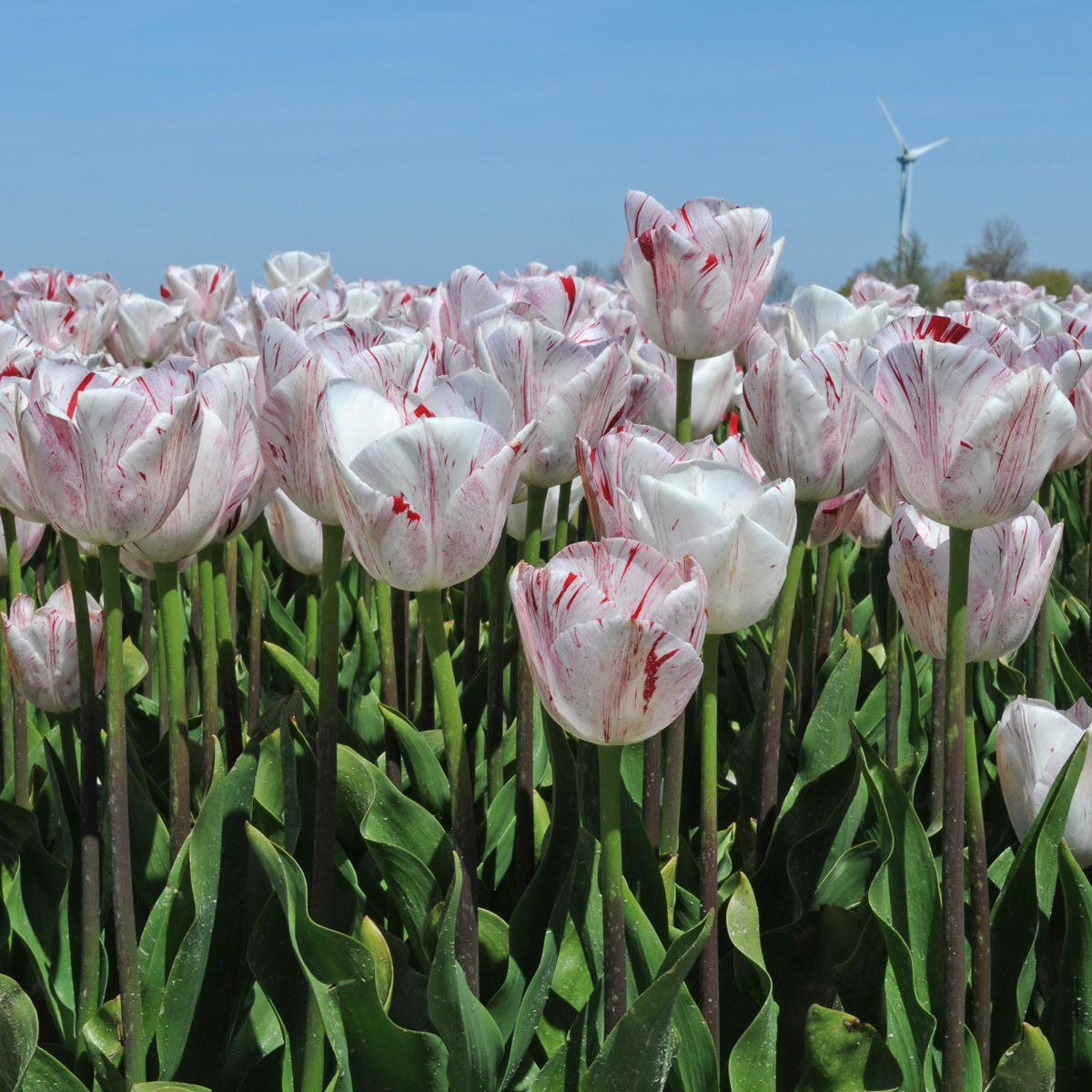 Tulip One Direction (Tulipa) | per 20 bulbs | Fluwel