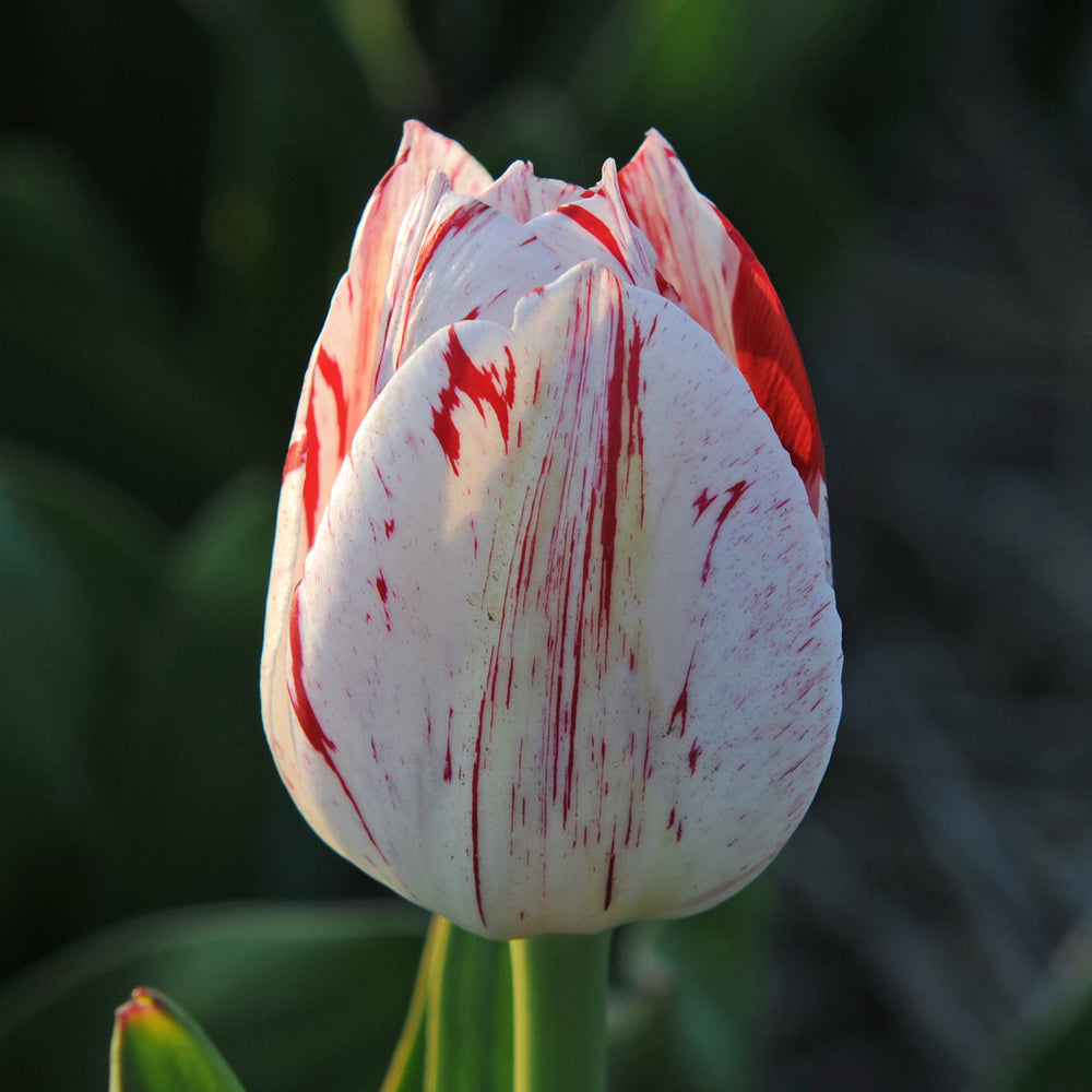 Tulip One Direction (Tulipa) | per 20 bulbs | Fluwel